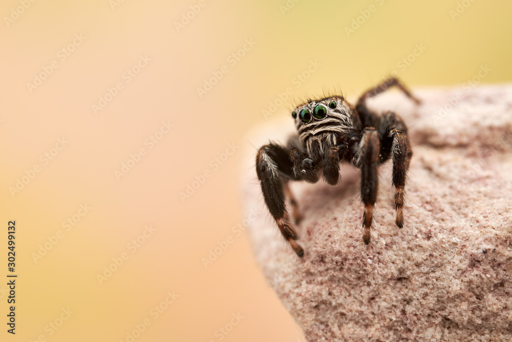 Evarcha arcuata is a species of jumping spiders with a palearctic ...