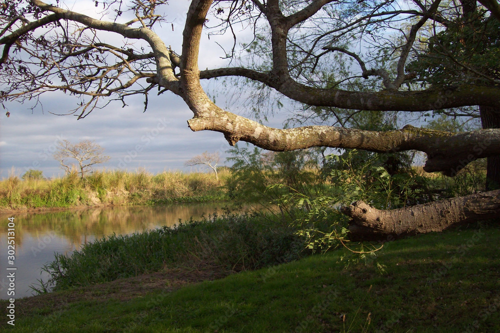tree in the river hermoso arbol en el rio frente a una isla con un ...
