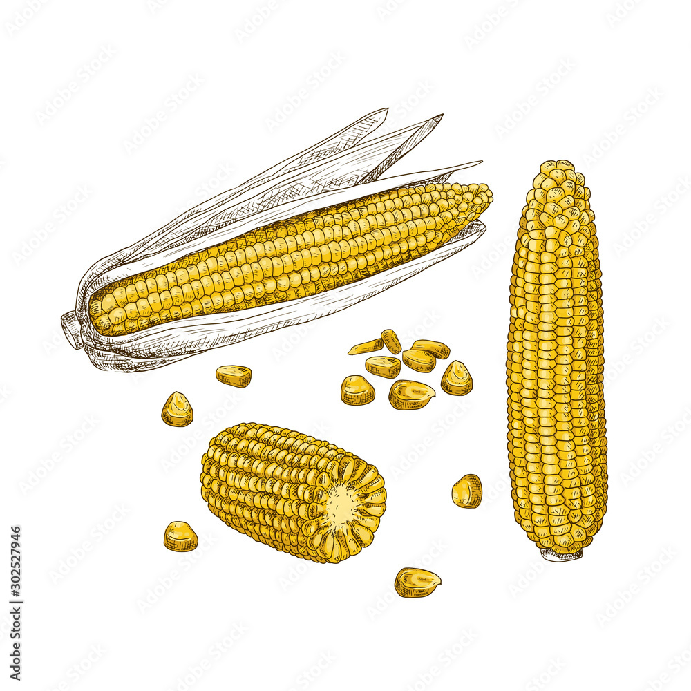 Hand drawn corn. Set sketches with maize plant, corn cob, leaves and ...