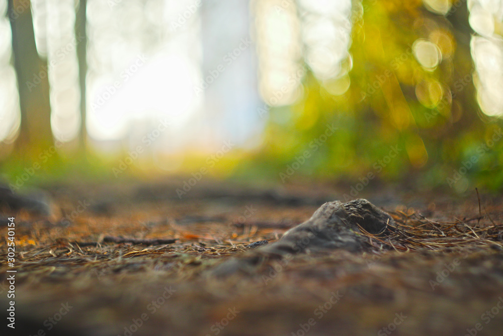 The bare, drying roots of the fir trees peep out from the ground on a ...