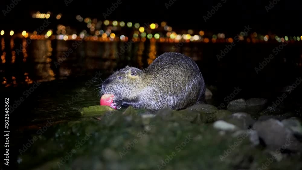 Nutria And Apple. Funny ugly nutria, Myocastor coypus, big rodent ...