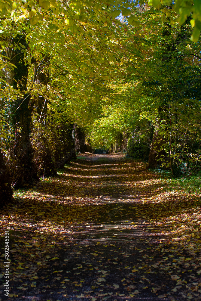 autumnal tree lined pathway, with autumn leaves strewn on the ground ...