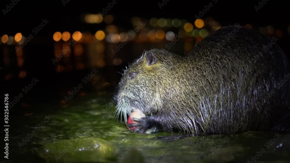 Nutria And Apple. Funny ugly nutria, Myocastor coypus, big rodent ...
