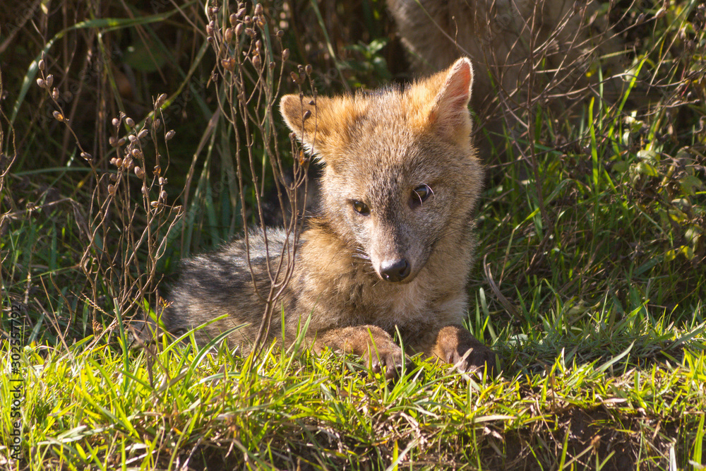 Closeup of a very cute fox laying down, probably the native "zorro ...