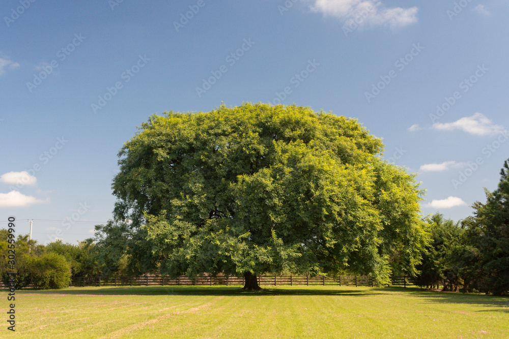 Foto de Beautiful front view of a huge Tipa tree (tipuana tipu ... Foto de Beautiful front view of a huge Tipa tree (tipuana tipu ...