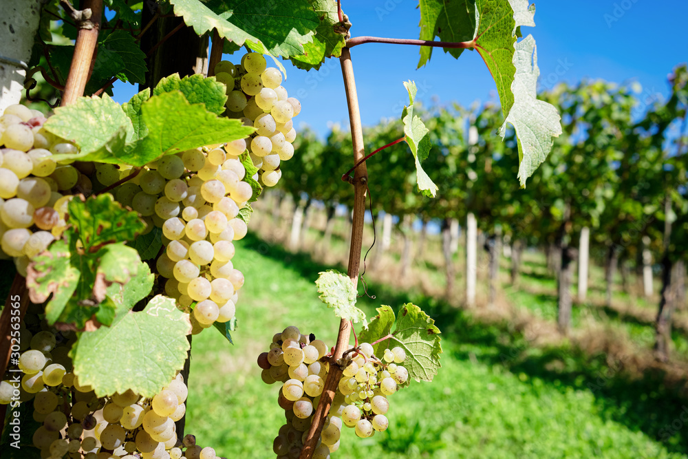 White grapes with leaves growing at vineyard in summer. Wine farming ...