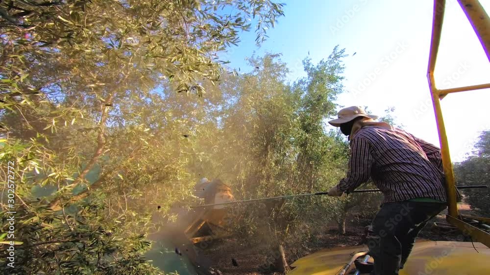 Olive Tree Shaker Harvester operation supported by four Pole beating ...