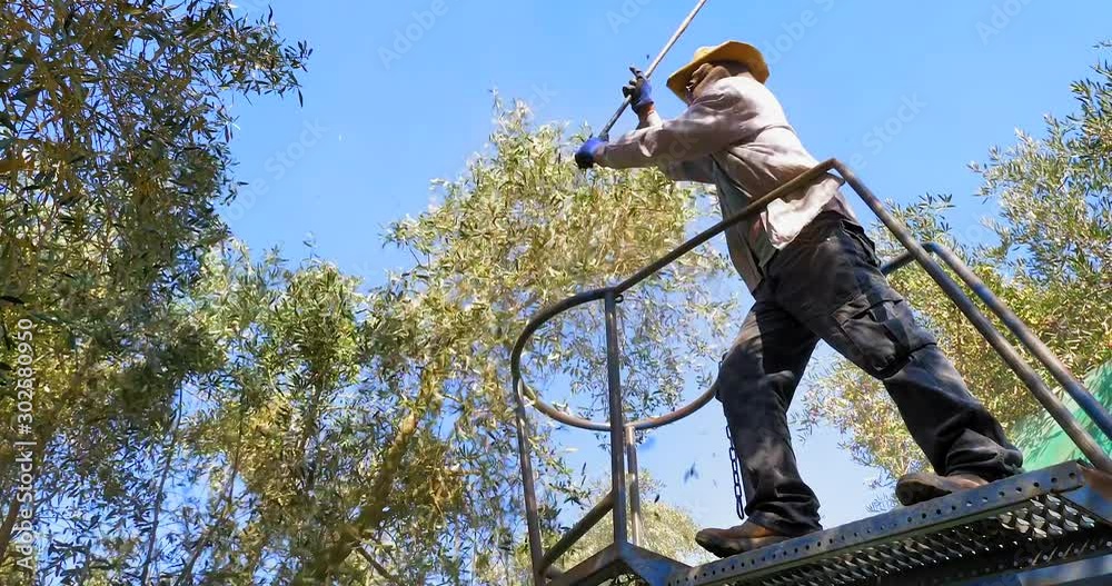 Olive Tree Shaker Harvester operation supported by four Pole beating ...