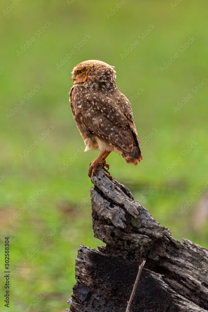 The Burrowing Owl, also called Field Caburet, Beach Owl, Field Owl ...