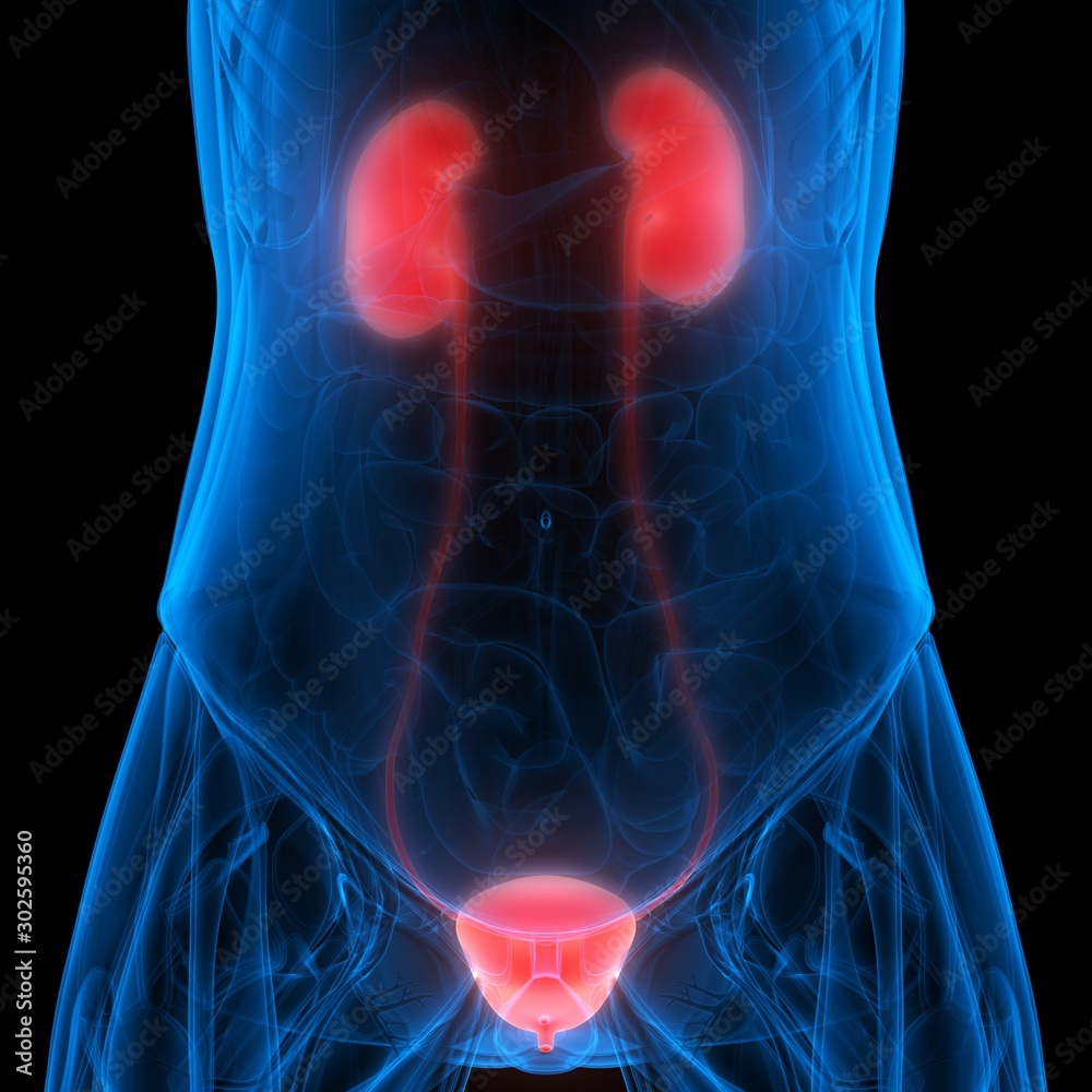 Human Urinary System Anatomy X-ray 3D rendering Stock Illustration ...