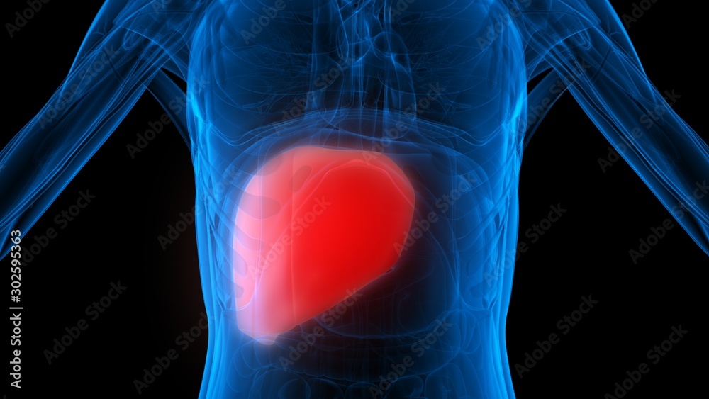 Liver a Part of Human Digestive System Anatomy X-ray 3D rendering Stock ...