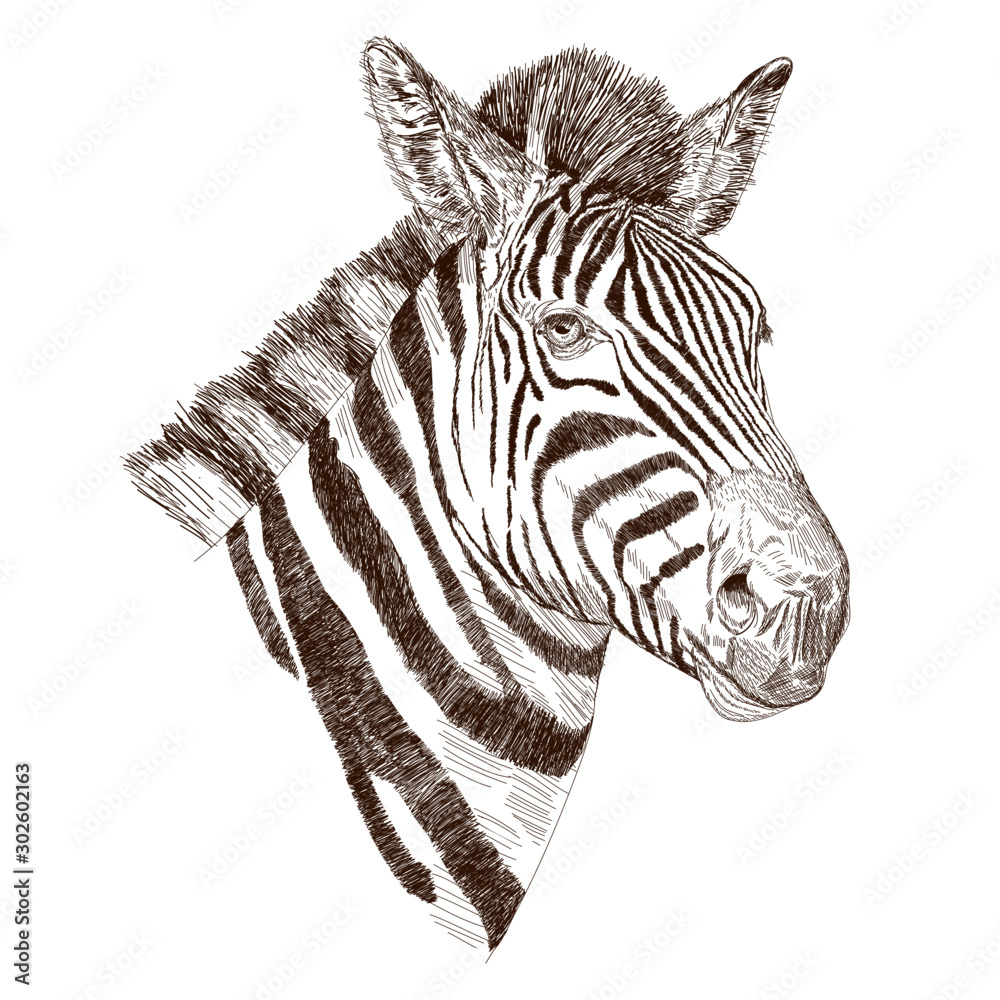 Engraving Drawing Illustration of Zebra Stock Vector | Adobe Stock