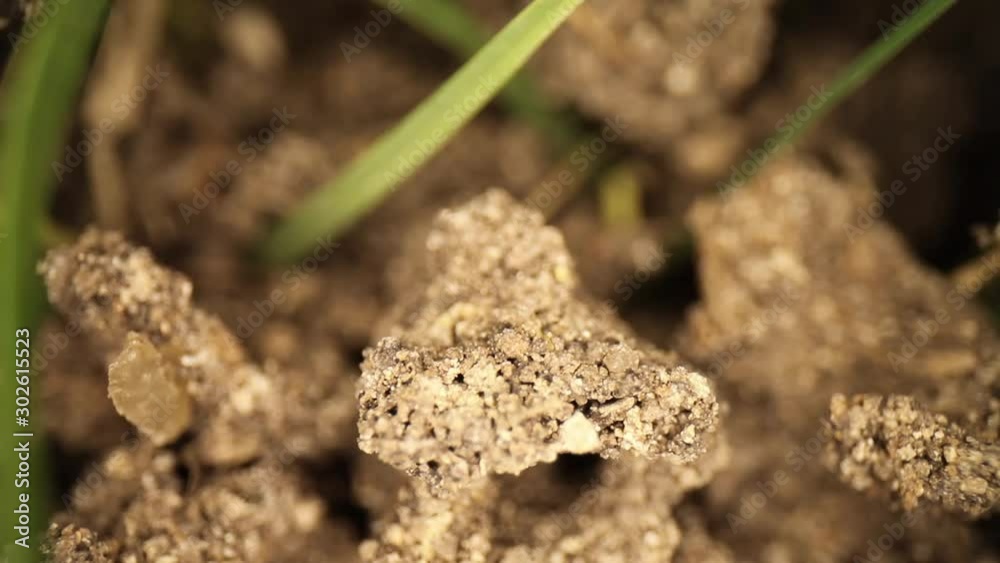 Quickly panning across the top of an already disturbed fire ant mound ...