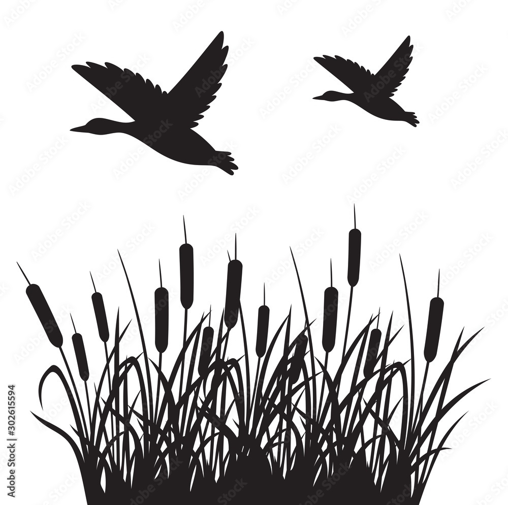 Flying mallard duck and reeds vector illustration Stock Vector | Adobe ...