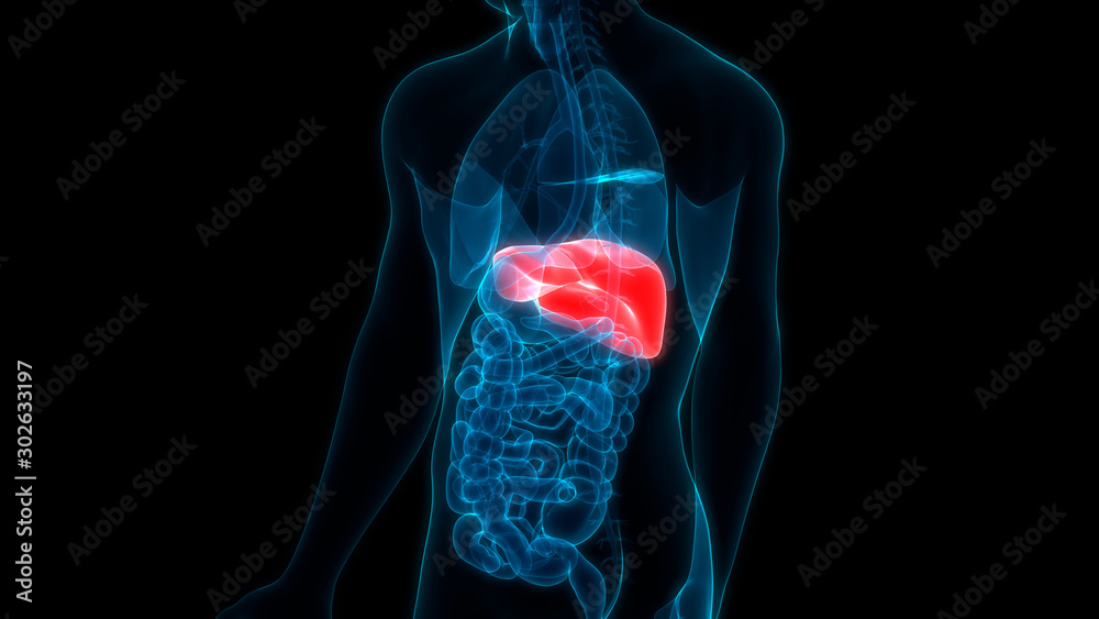 Human Internal Digestive System Organ Liver Anatomy Stock Illustration ...