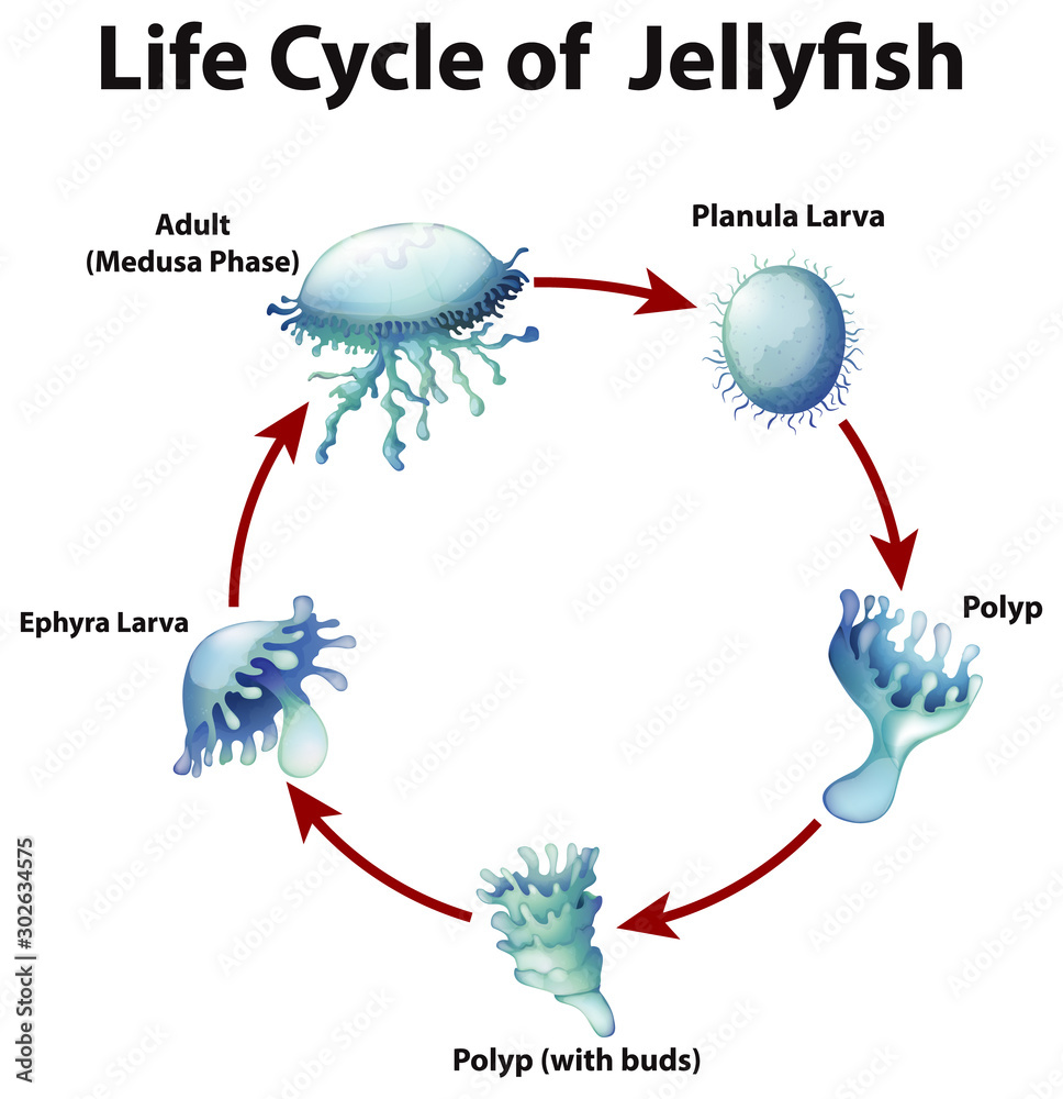 Jellyfish Life Cycle