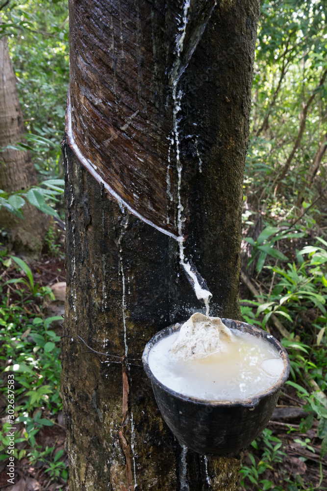 Rubber tree with natural rubber in white milk color drop to the bowl or ...