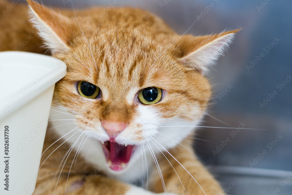 aggressive cat at the veterinary clinic in metallic cage Stock Photo ...