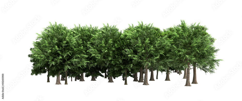 Green trees isolated on white background no shadow Forest and foliage ...