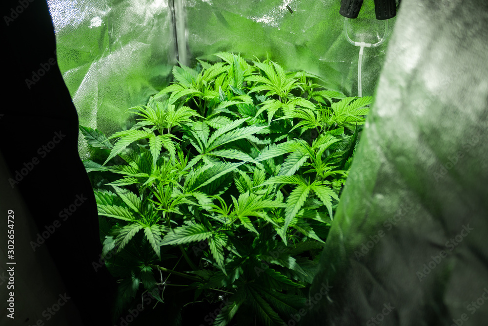 SoG hemp cultivation technique. Growing pot in groutent. Vegetative stage of marijuana growth ...