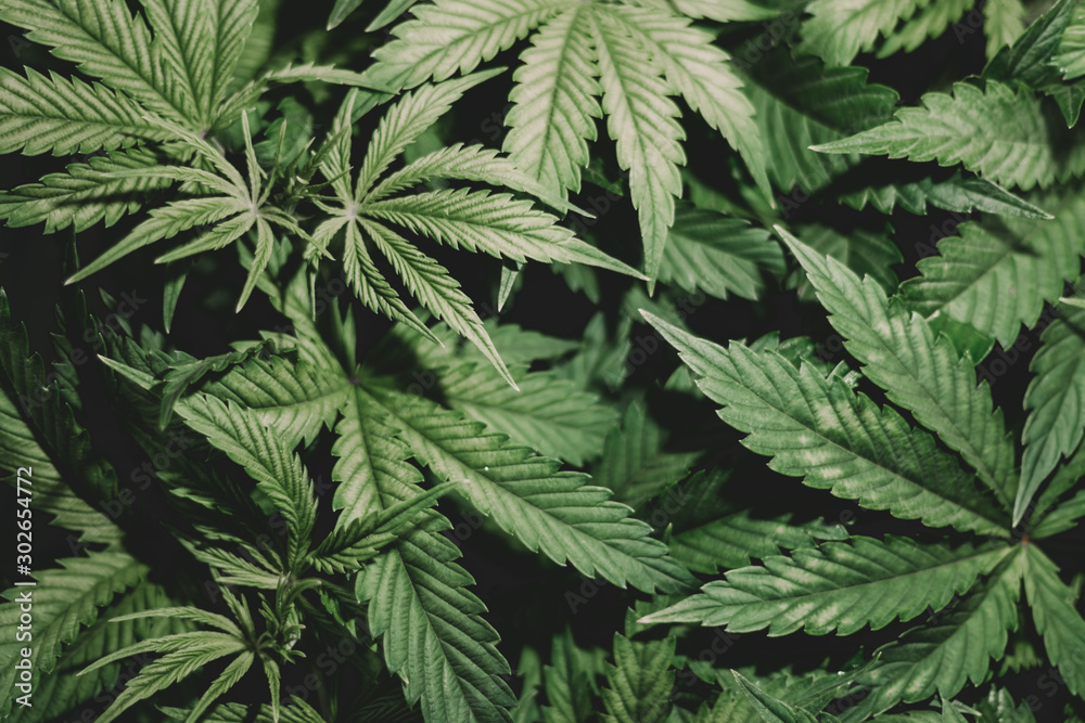 Growing pot in groutent. Vegetative stage of marijuana growth. Medical marijuana. Background of ...