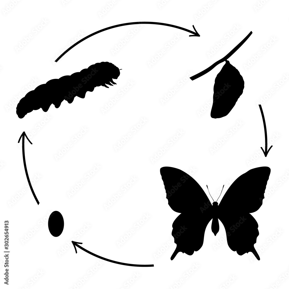 Butterfly birth. Silhouettes butterfly caterpillar and cocoon Stock ...