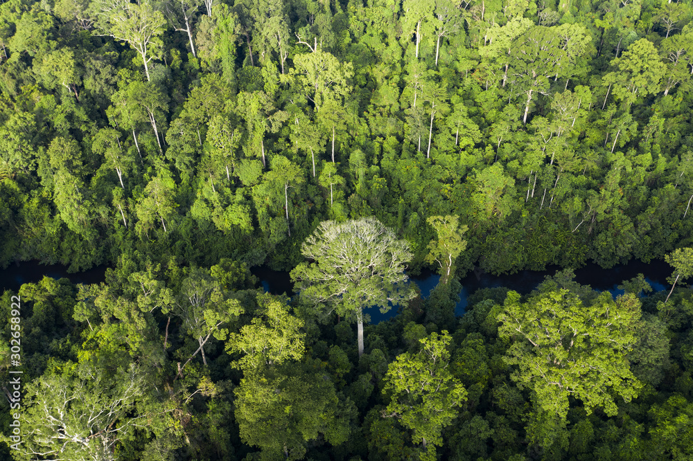 View from above, stunning aerial view of a tropical rainforest with the ...