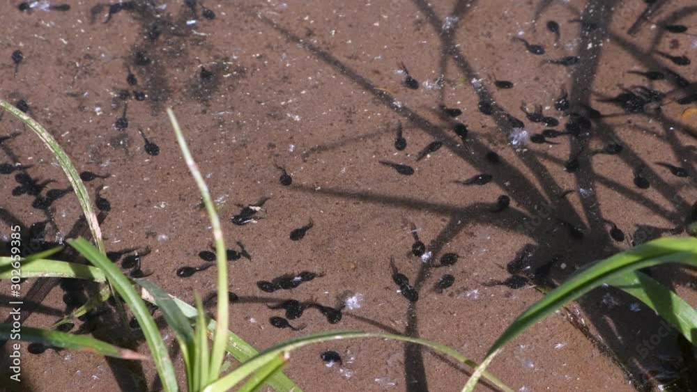 Tadpoles are swimming in shallow pond. Early stage frog tadpoles of ...
