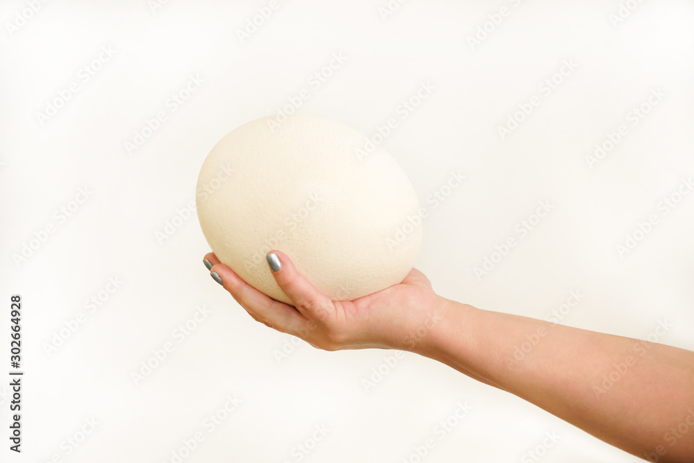 Female hand holds of big ostrich egg isolated on white background, size ...