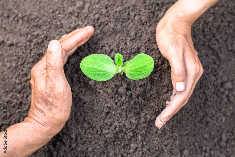 Take care of the seedlings to grow into trees.The hands of the family ...