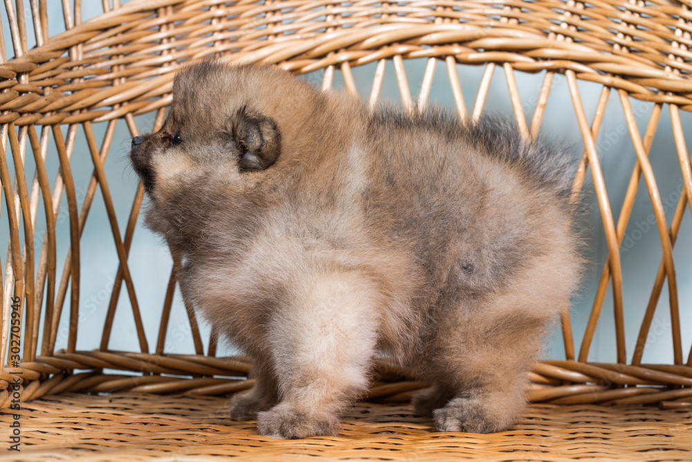 Cute puppy of miniature Pomeranian Spitz Zwergspitz or Dwarf Spitz on a ...