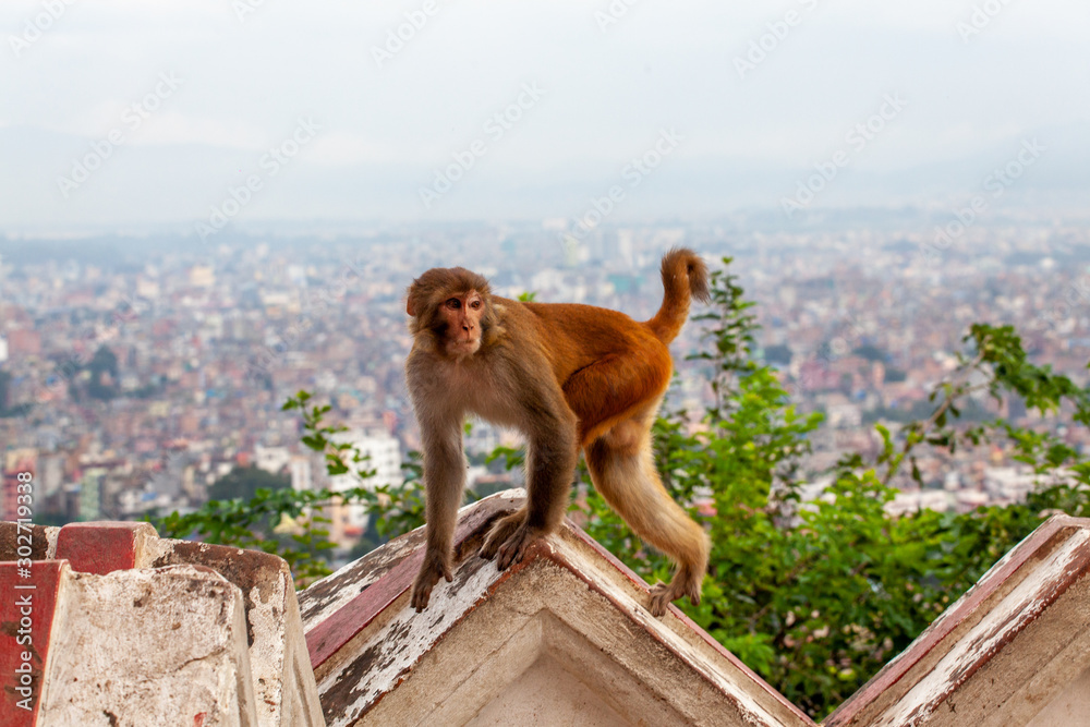 Monkey at the Swayambhunath temple or monkey temple in Kathmandu, Nepal ...