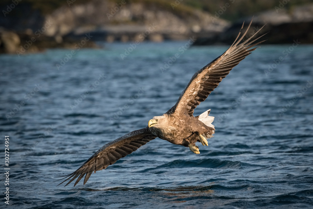 The White-tailed Eagle, Haliaeetus albicilla just has caught a fish ...