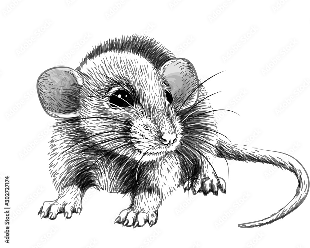 Mouse. Hand-drawn, graphic, black and white sketch portrait of a mouse ...