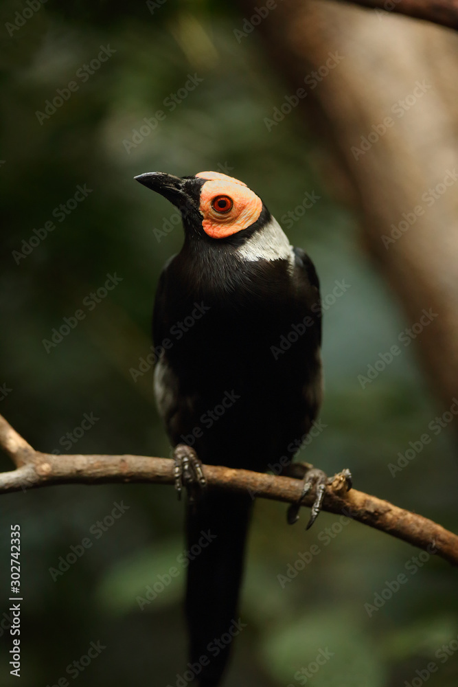The coleto (Sarcops calvus) is a starling species in the monotypic ...