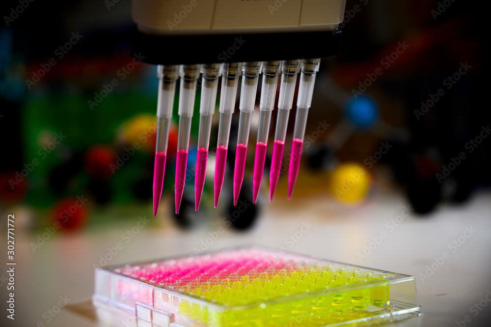 ulti channel pipette withdrawing pink color solution from 96 well plate ...