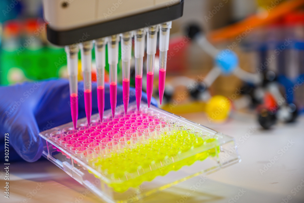 Multi channel pipette withdrawing pink color solution from 96 well ...