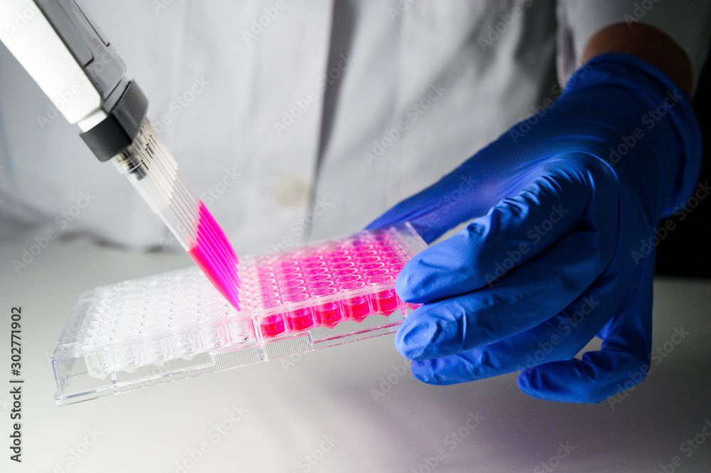 Scientist holding Multi channel pipette withdrawing pink color solution ...
