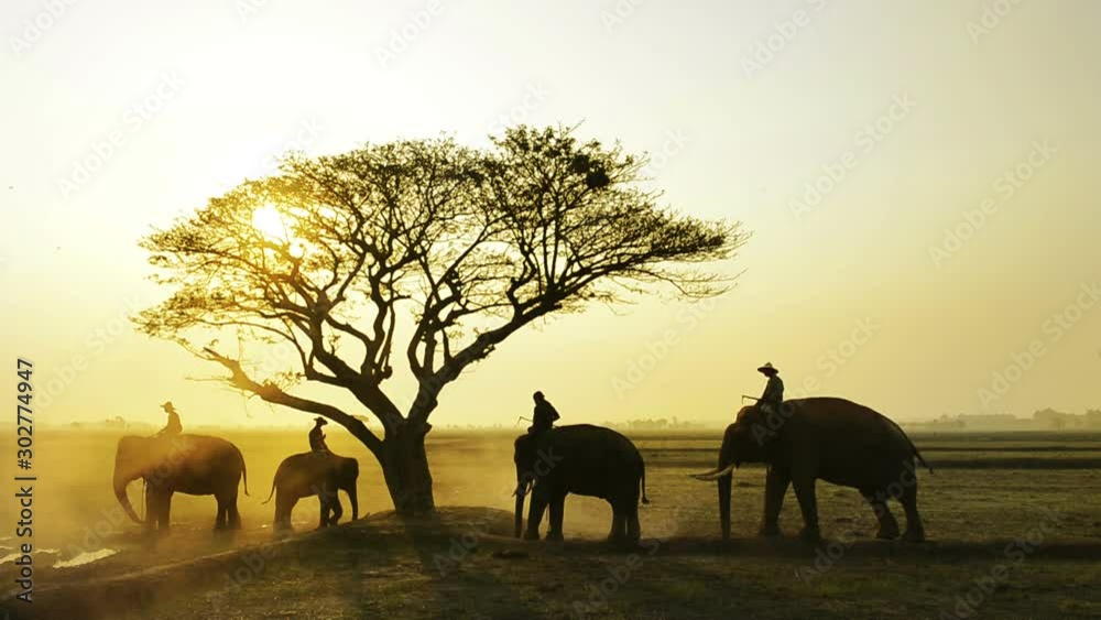 Elephants and caravan of elephant family at Elephant village, surin ...