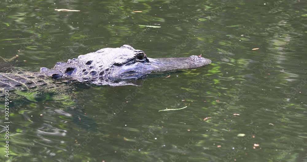 Florida Everglades Alligator swimming in swamp water 4. Everglade ...
