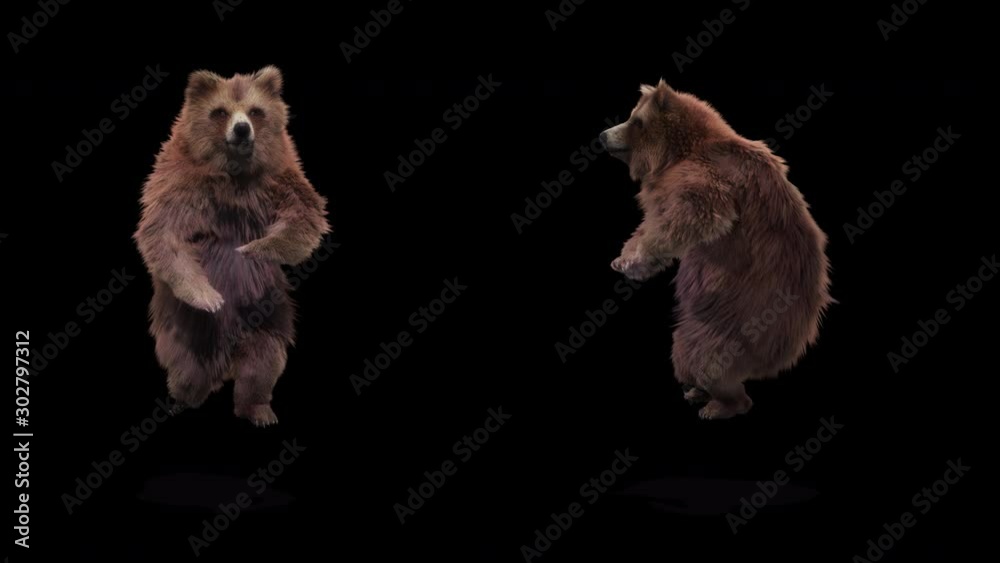 Bear Dance CG fur 3d rendering animal realistic CGI VFX Animation Loop ...