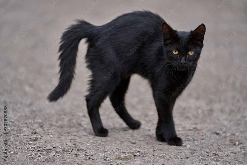 Scarried black cat Stock Photo | Adobe Stock