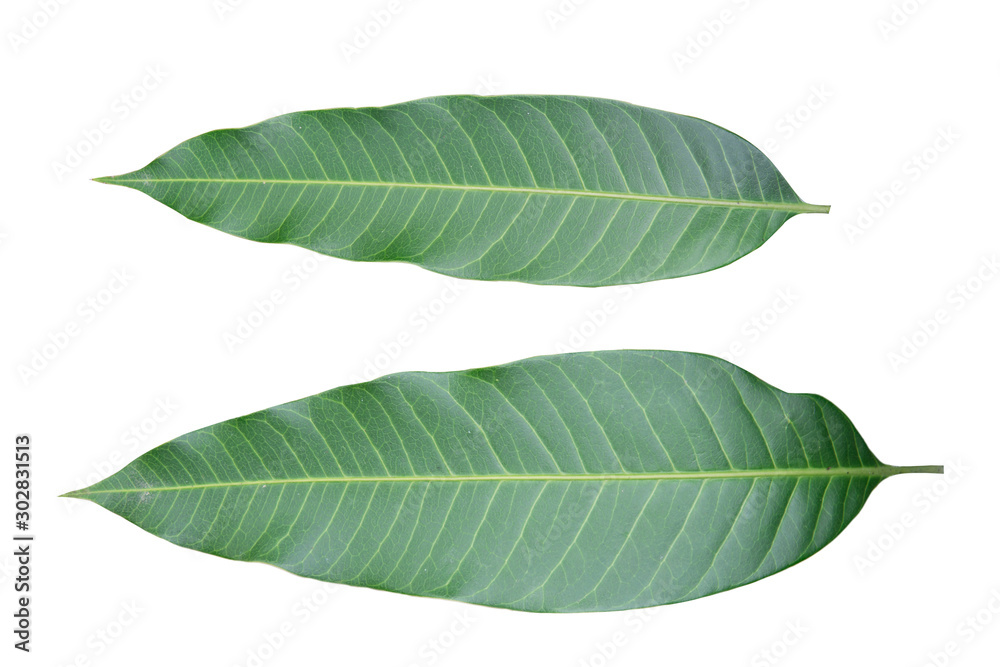 frame of mango leaf with isolated white background. Stock Photo | Adobe ...