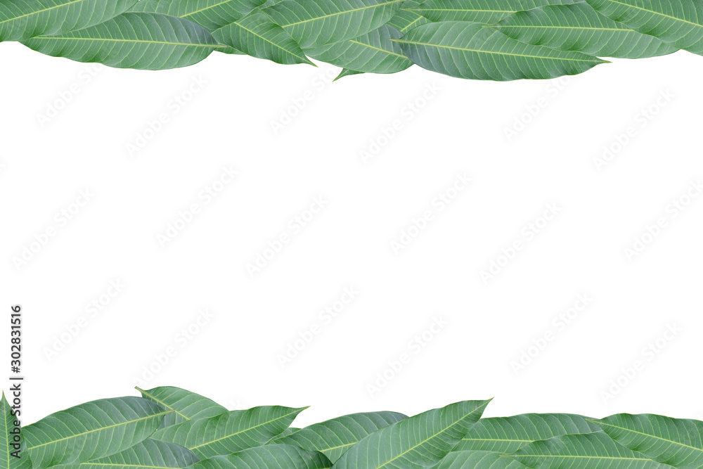 frame of mango leaf with isolated white background Stock Photo | Adobe ...