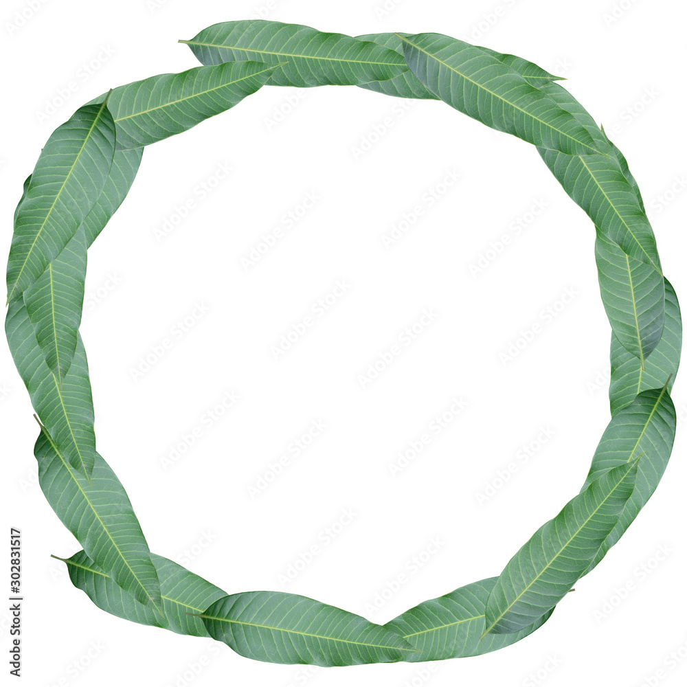 frame of mango leaf with isolated white background, Circular frame ...