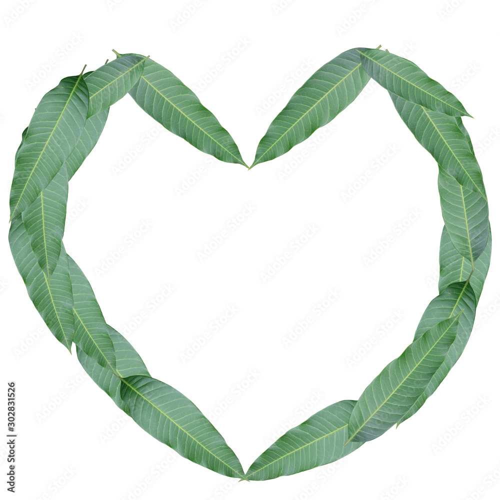 frame of mango leaf with isolated white background, Heart frame. Stock ...
