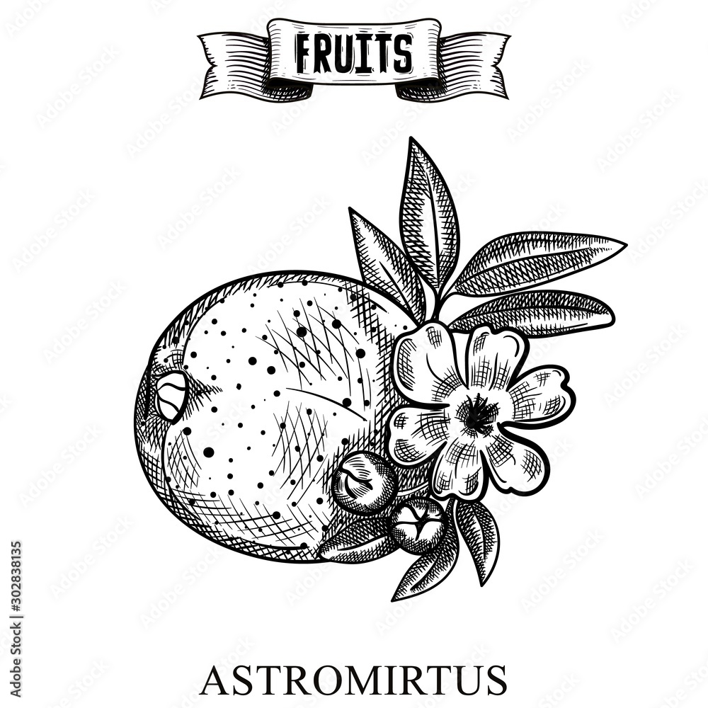 Ink line hand drawn retro vector illustration of isolated fruit ...