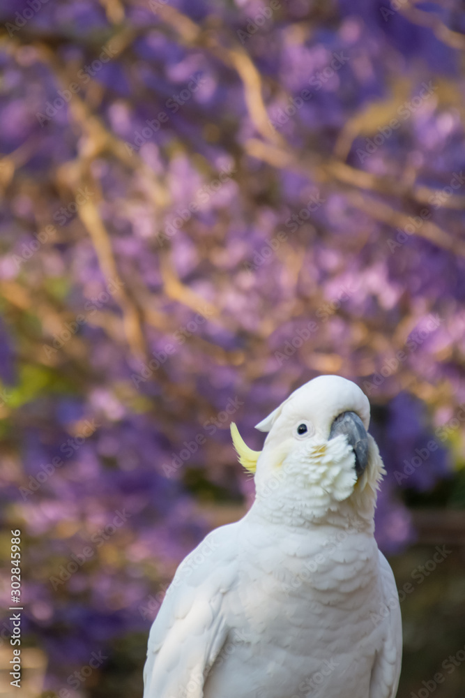 Purple Cockatoo