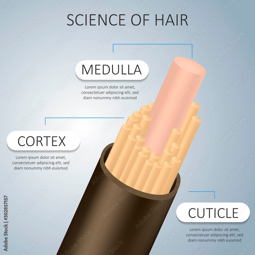 Science of hair. Anatomical training poster. Hair structure. Detailed ...