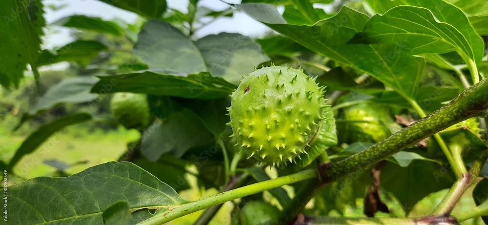 It is a fruits of datura. People of Hinduism offer it to Lord Shiva. It ...